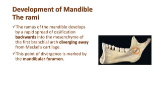 Development of Mandible | PPTX