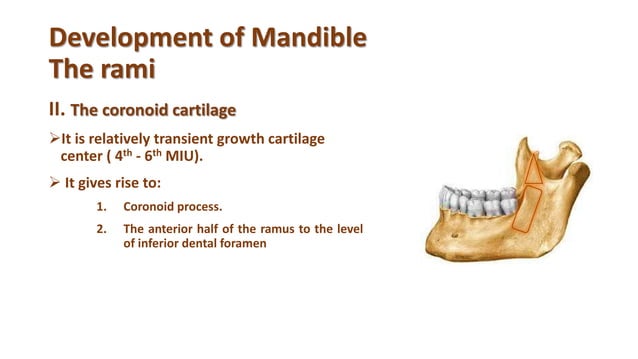 Development of Mandible | PPTX | Bone and Joint Conditions | Diseases ...