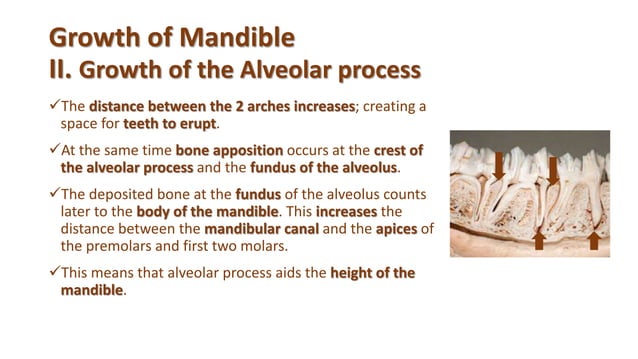 Development of Mandible | PPTX | Bone and Joint Conditions | Diseases ...