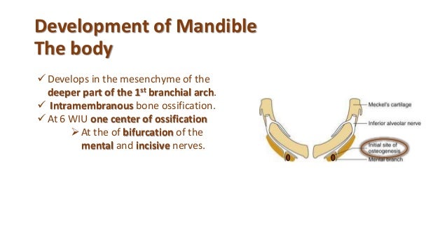 Development of Mandible