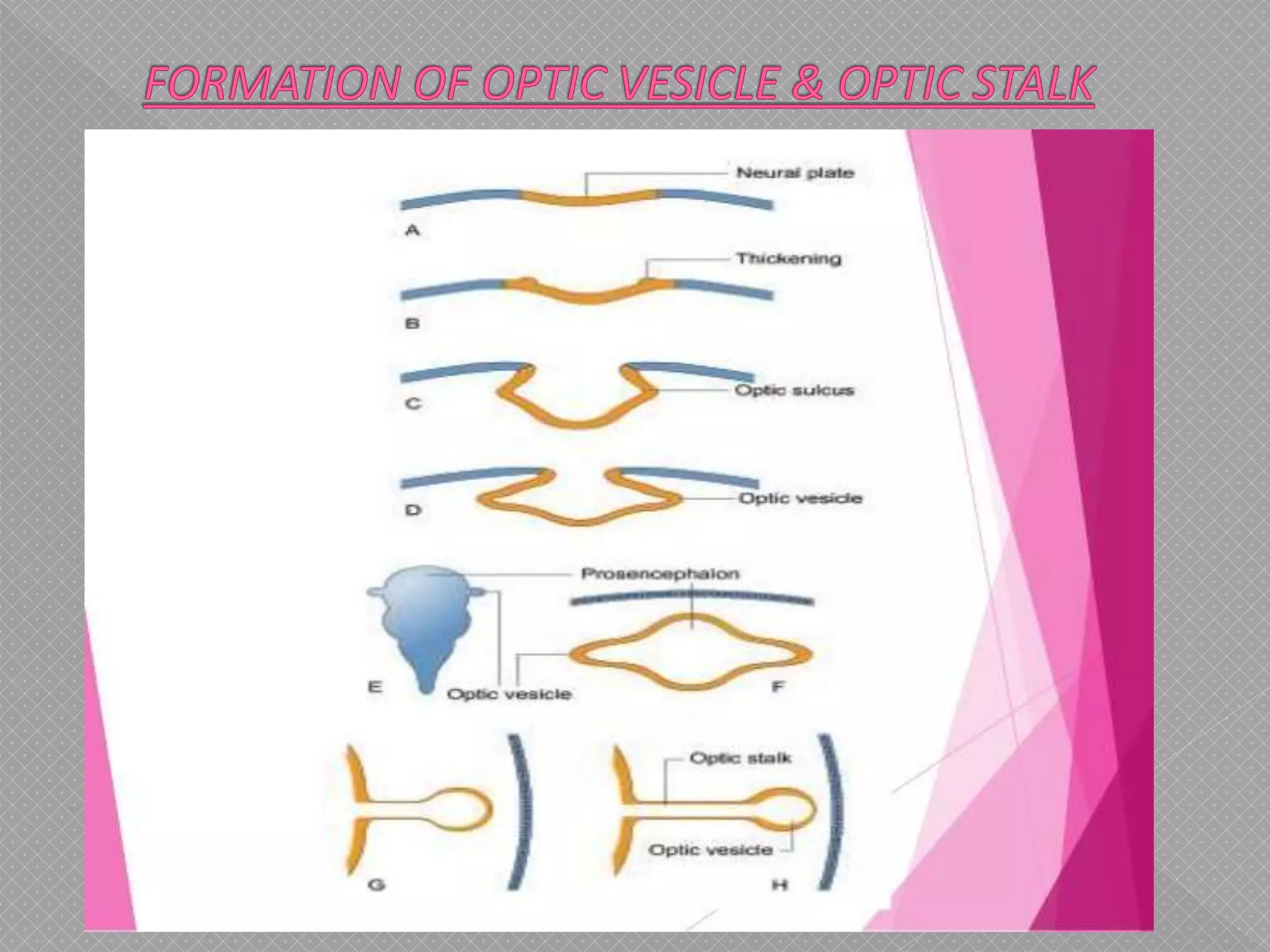 Developement of ocular structures | PPTX