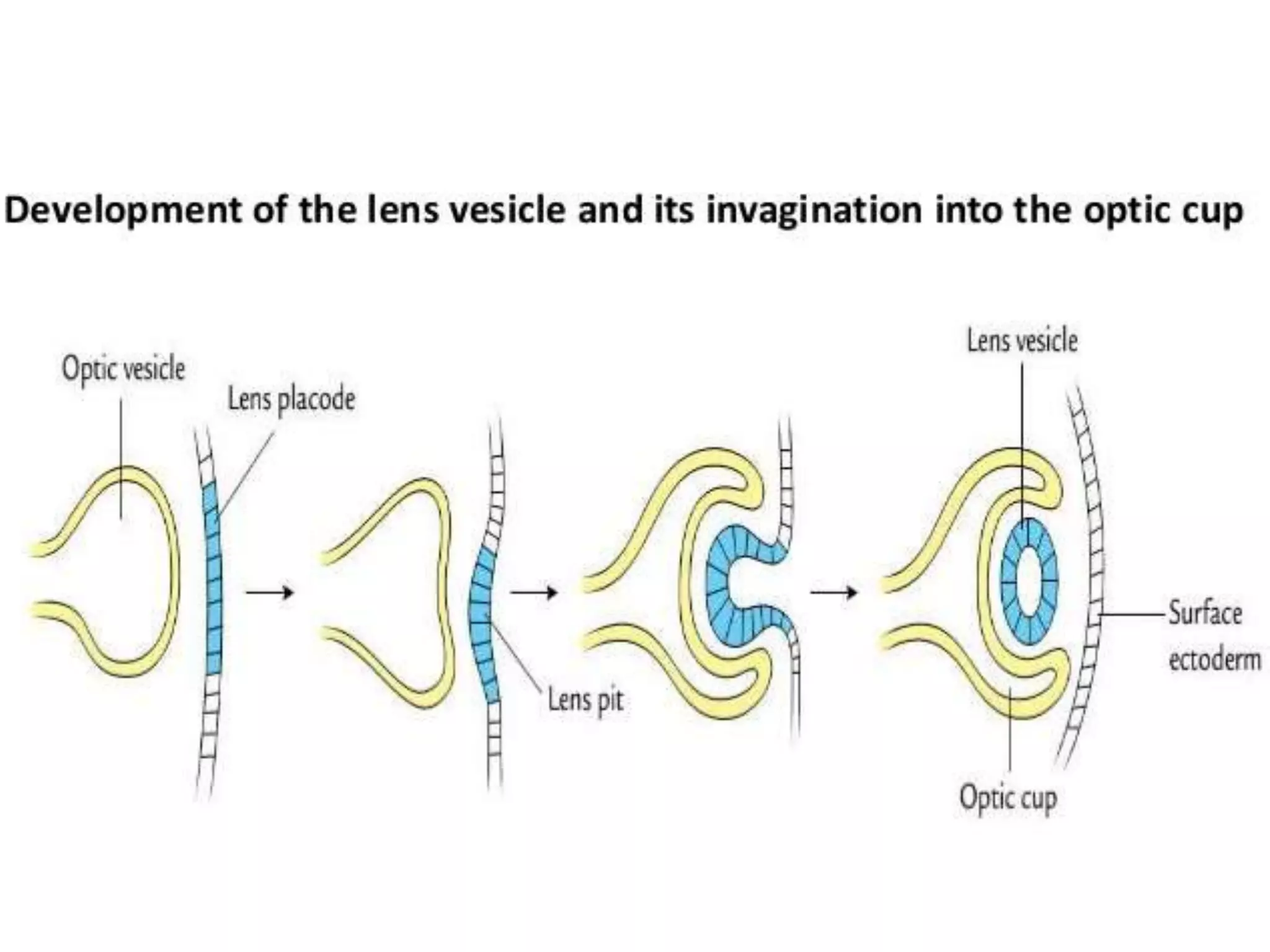 Developement of ocular structures | PPTX
