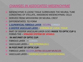 Developement of ocular structures | PPTX