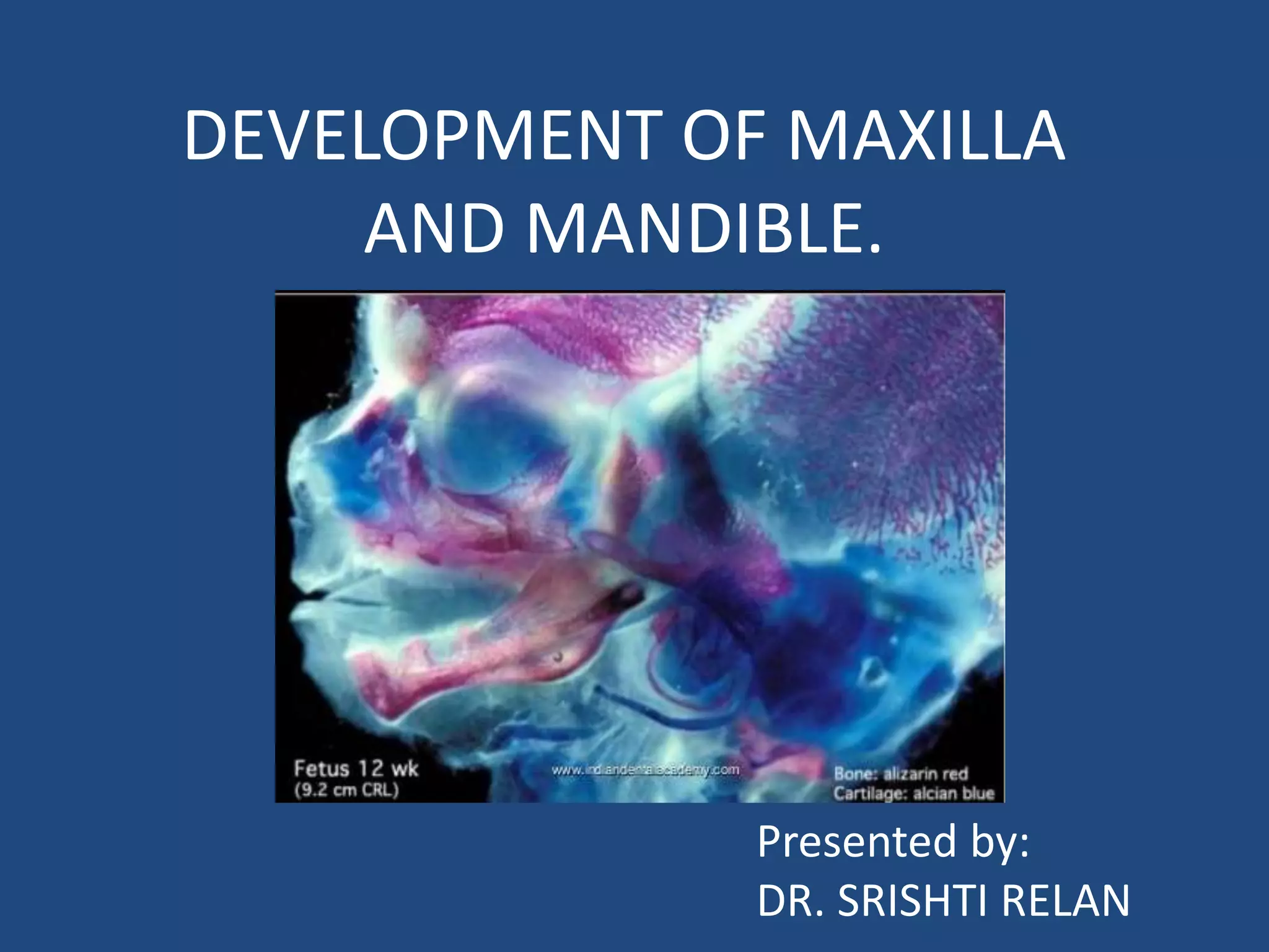 Developement of maxilla and mandible. | PPTX