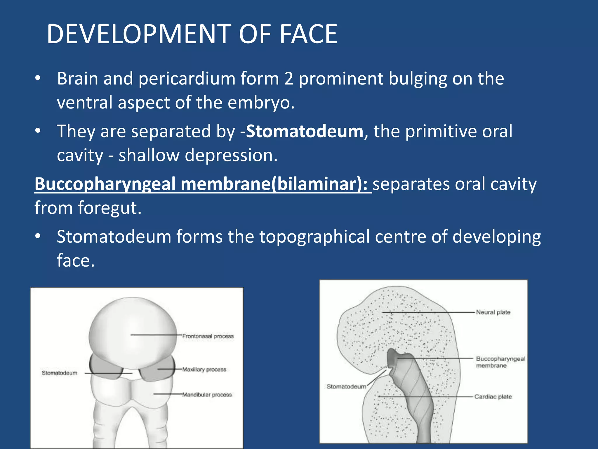 Developement of maxilla and mandible. | PPTX