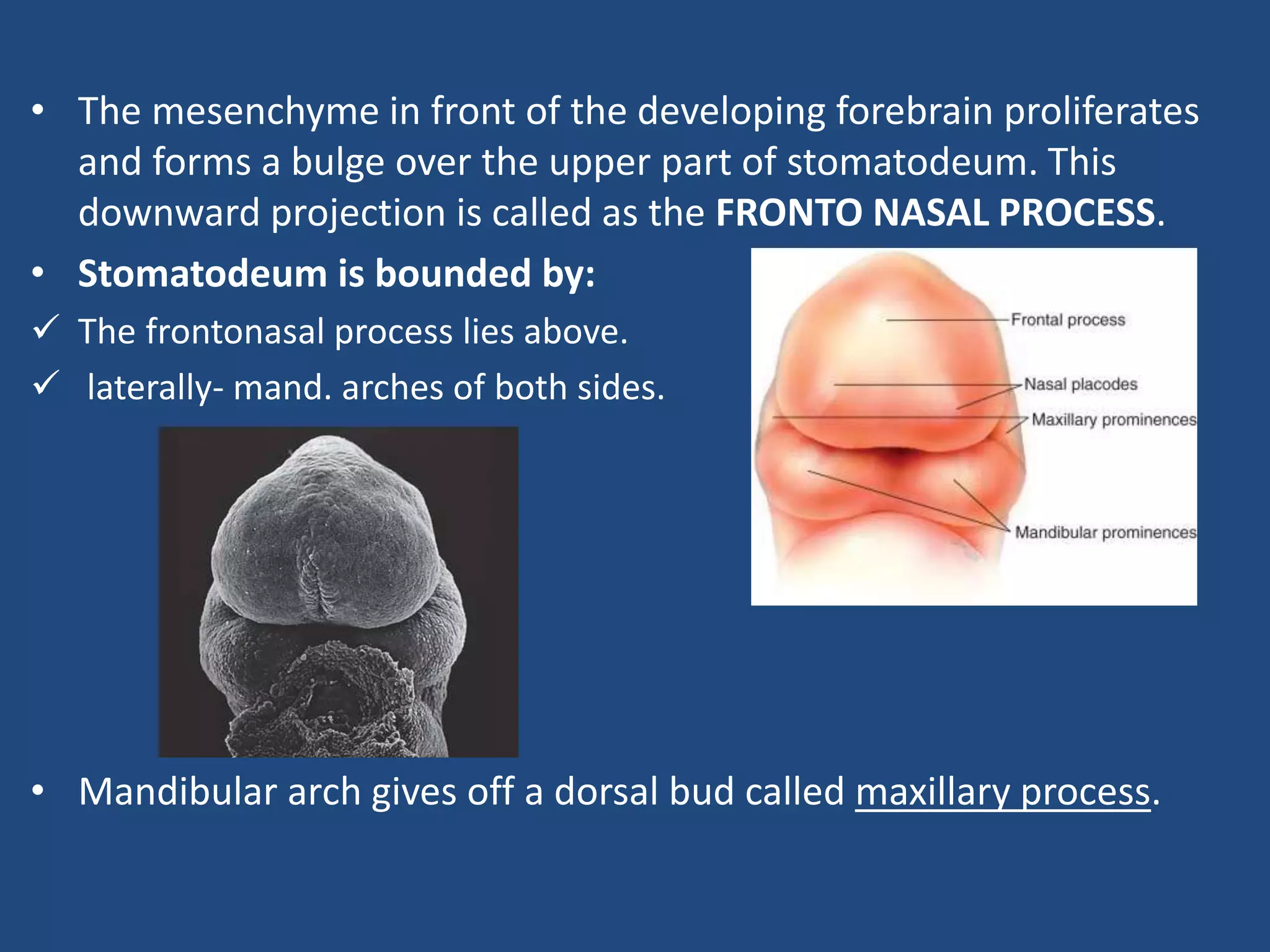 Developement of maxilla and mandible. | PPTX