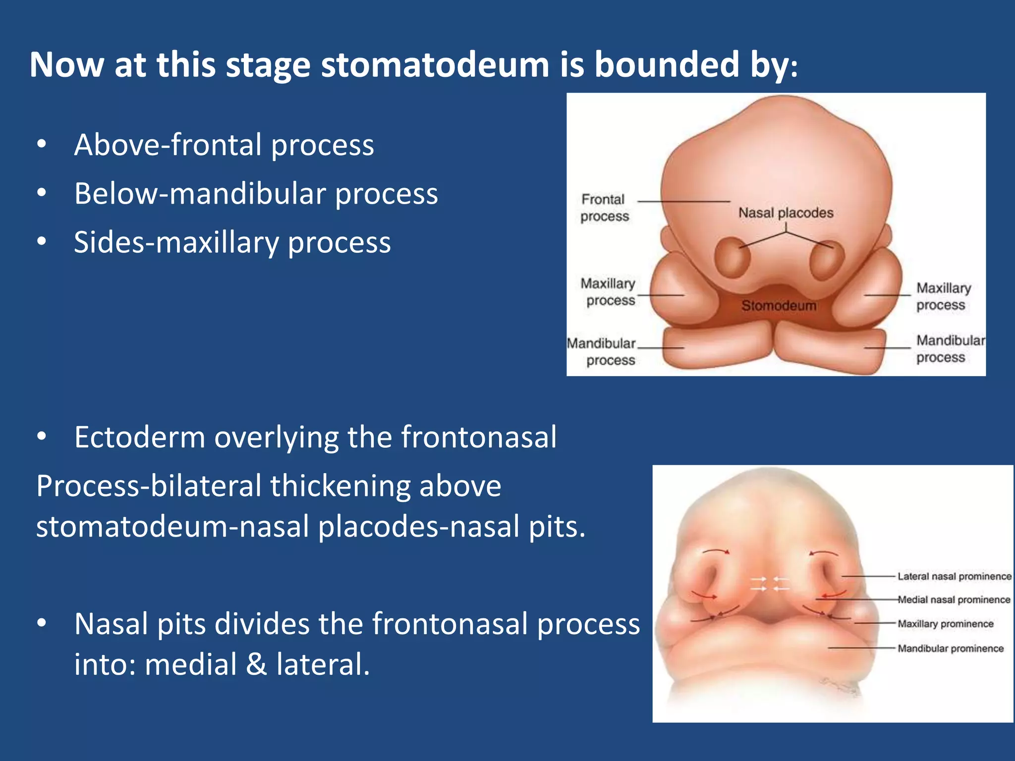 Developement of maxilla and mandible. | PPTX