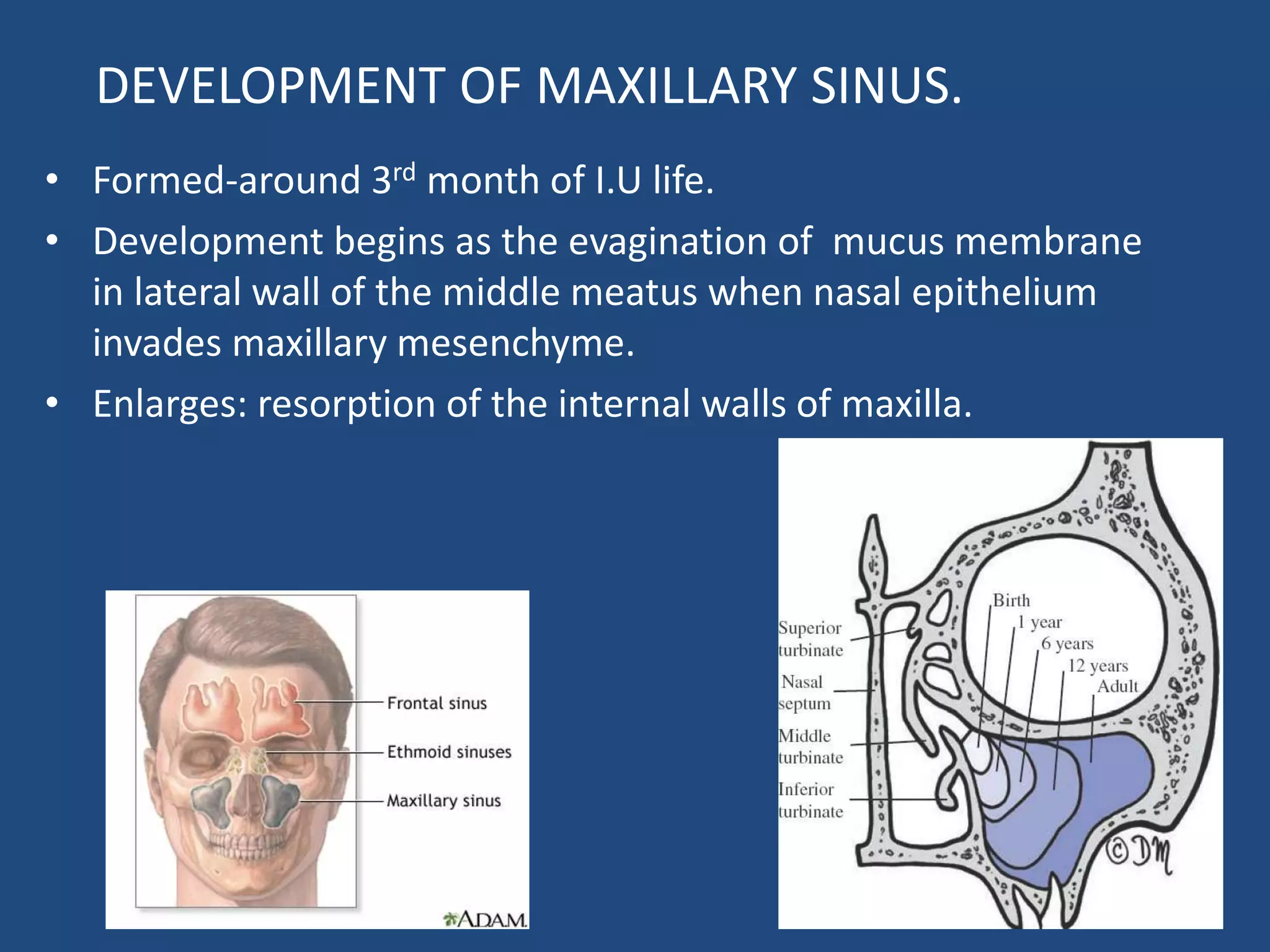 Developement of maxilla and mandible. | PPTX