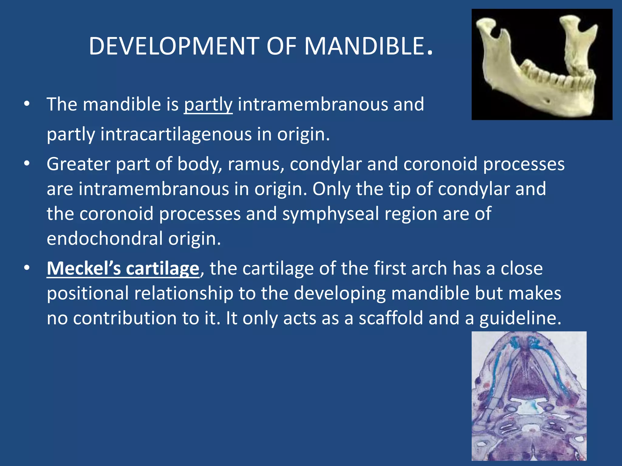 Developement of maxilla and mandible. | PPTX