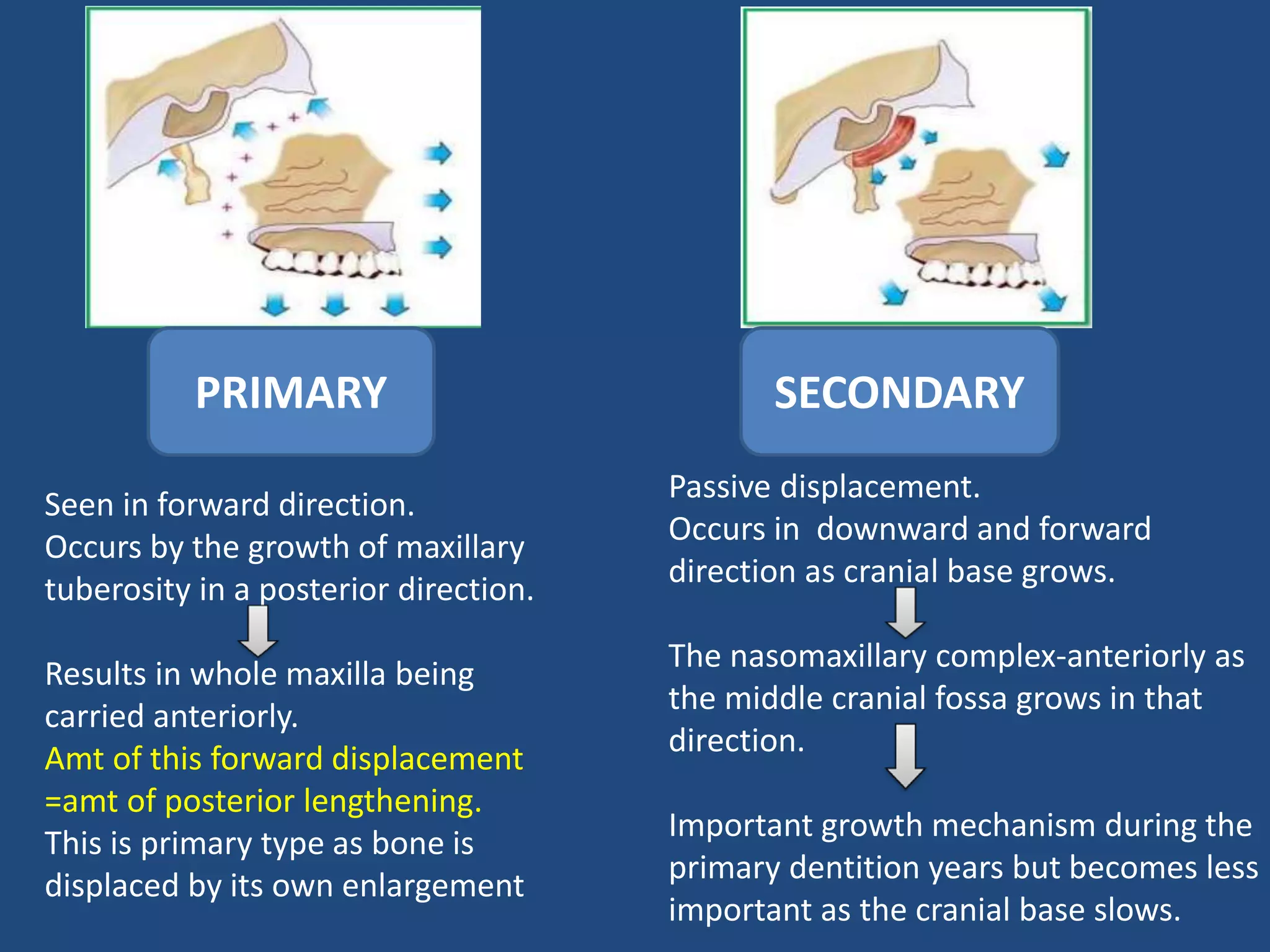 Developement of maxilla and mandible. | PPTX | Bone and Joint ...