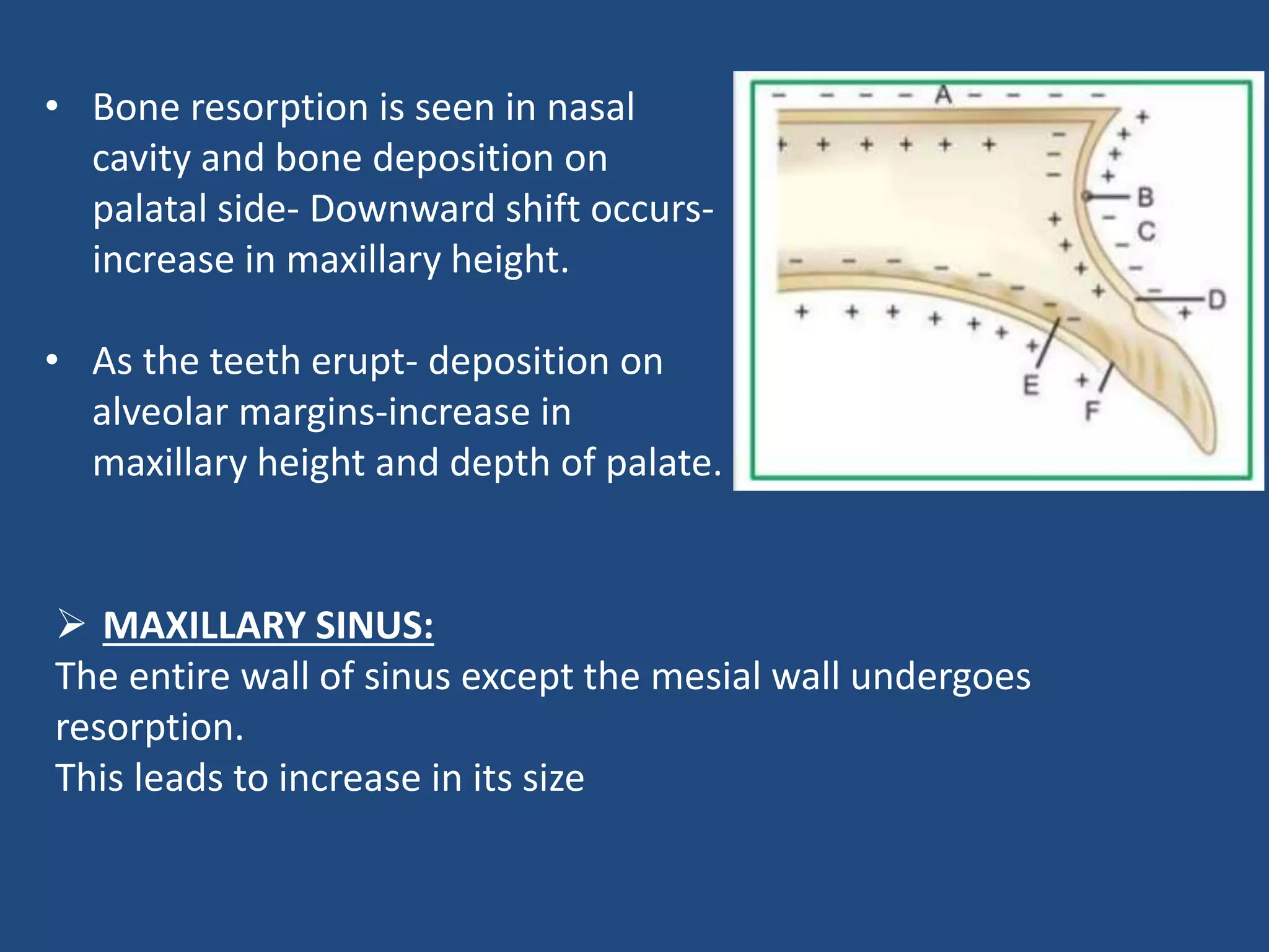 Developement of maxilla and mandible. | PPTX