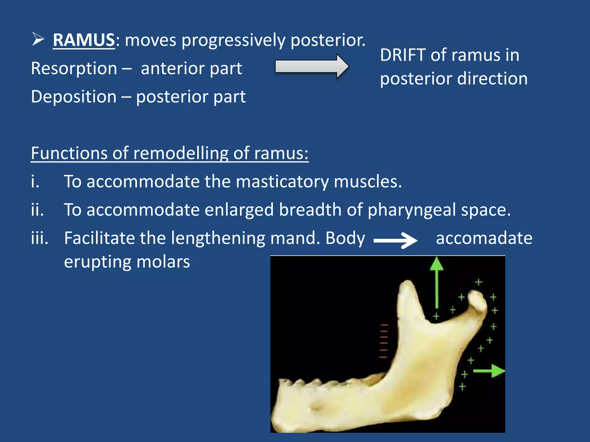 Developement of maxilla and mandible. | PPTX