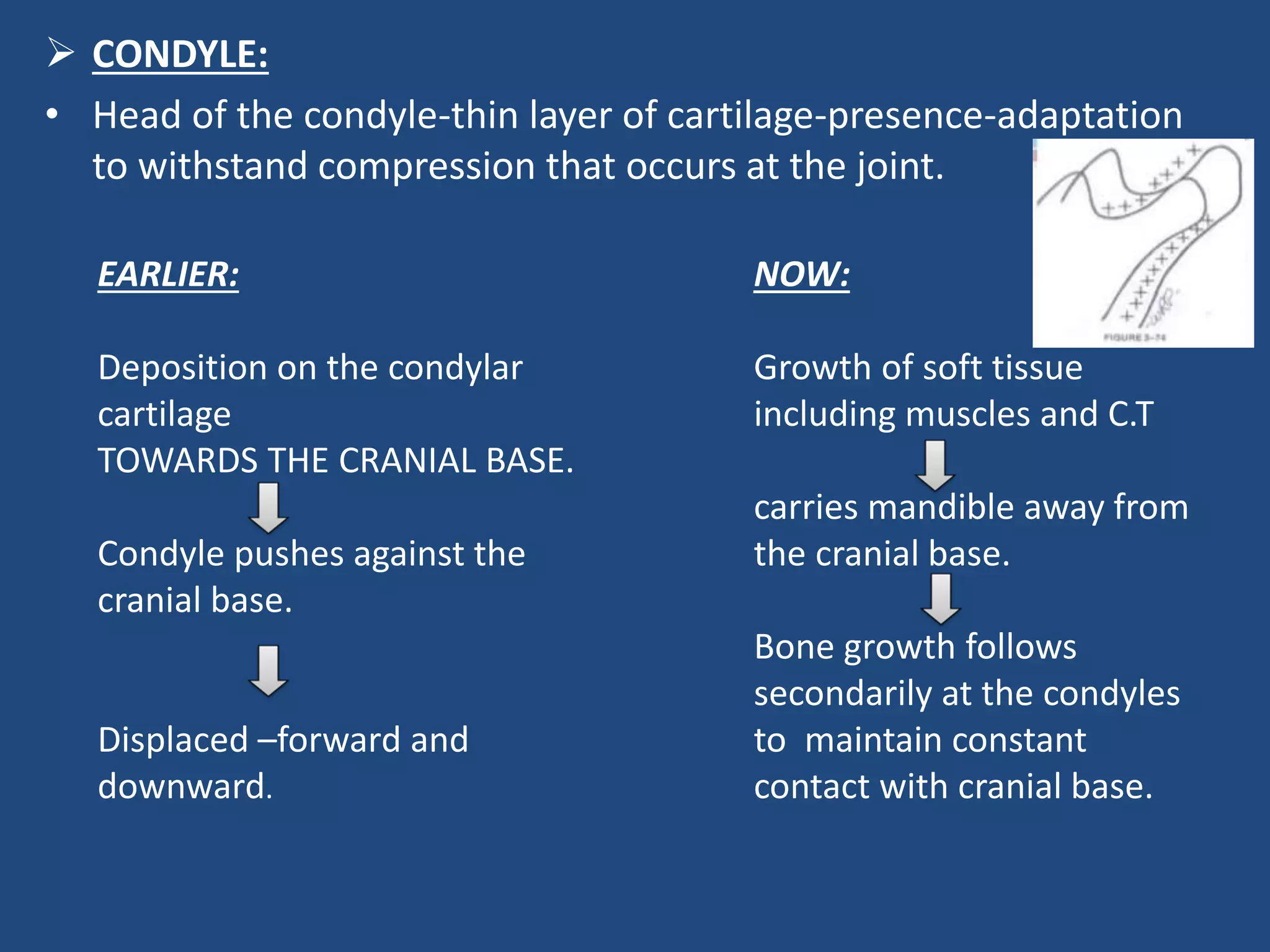 Developement of maxilla and mandible. | PPTX