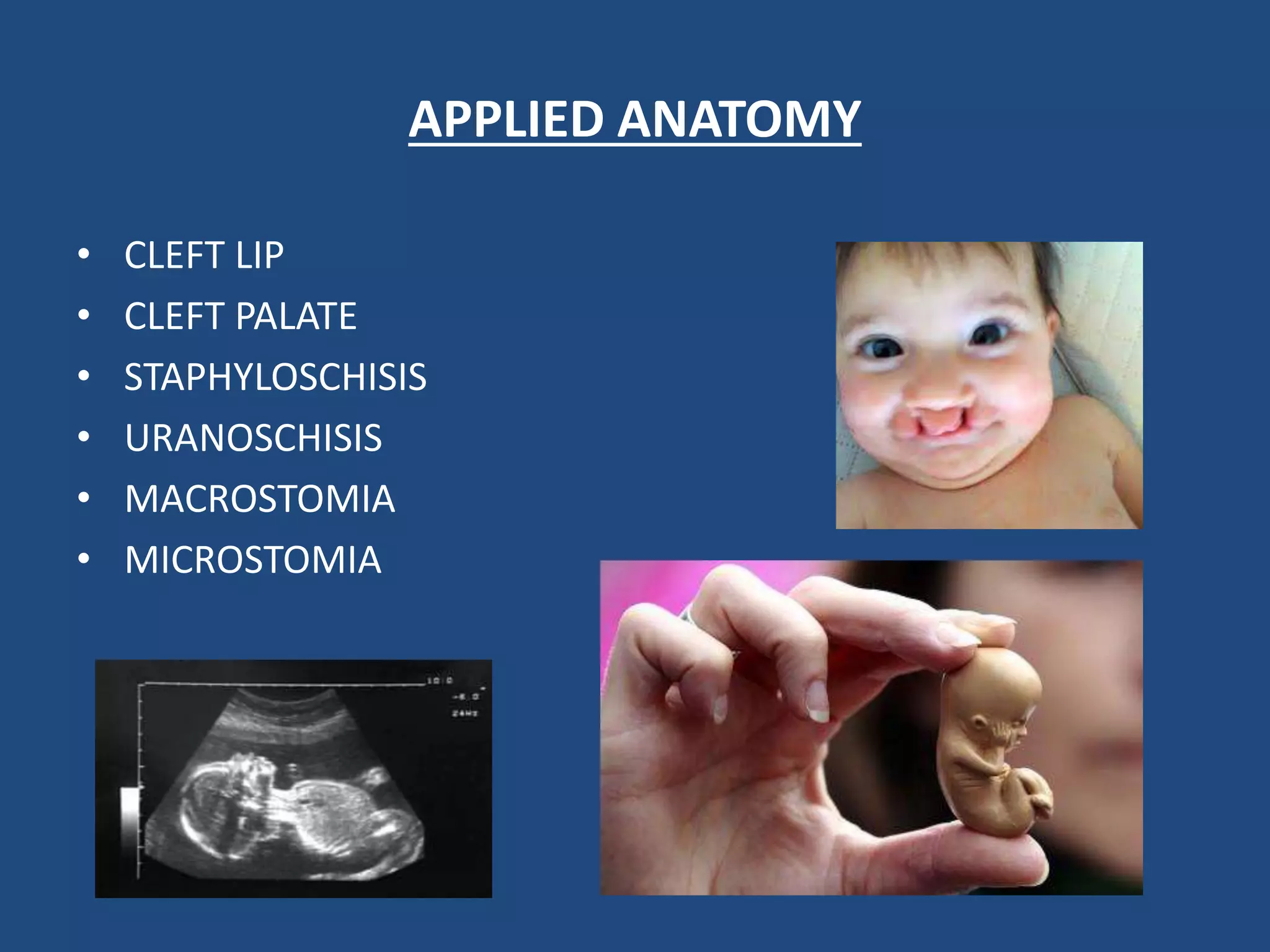 Developement of maxilla and mandible. | PPTX