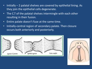 Developement of maxilla and mandible. | PPTX