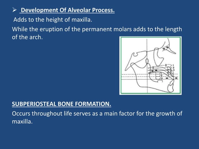 Developement of maxilla and mandible. | PPTX | Bone and Joint ...