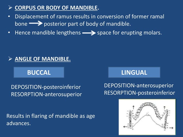 Developement of maxilla and mandible. | PPTX | Bone and Joint ...