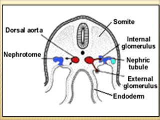 Human Embryology - Development of the Kidneys.pdf