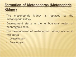 Human Embryology - Development of the Kidneys.pdf
