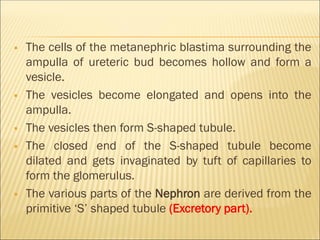 Human Embryology - Development of the Kidneys.pdf