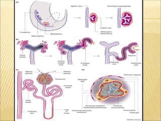 Human Embryology - Development of the Kidneys.pdf