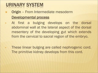 Human Embryology - Development of the Kidneys.pdf