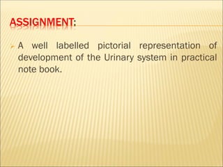 Human Embryology - Development of the Kidneys.pdf