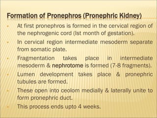 Human Embryology - Development of the Kidneys.pdf
