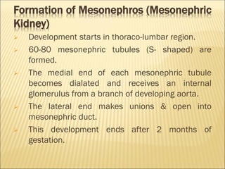 Human Embryology - Development of the Kidneys.pdf