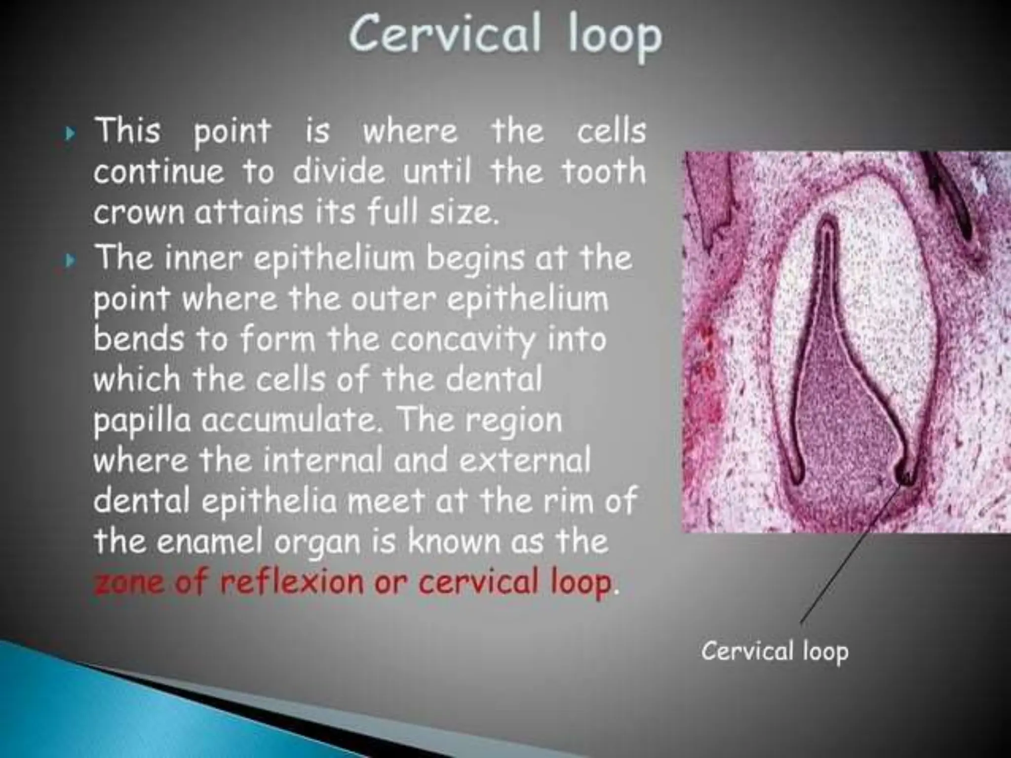 developement of tooth.pptx | Free Download