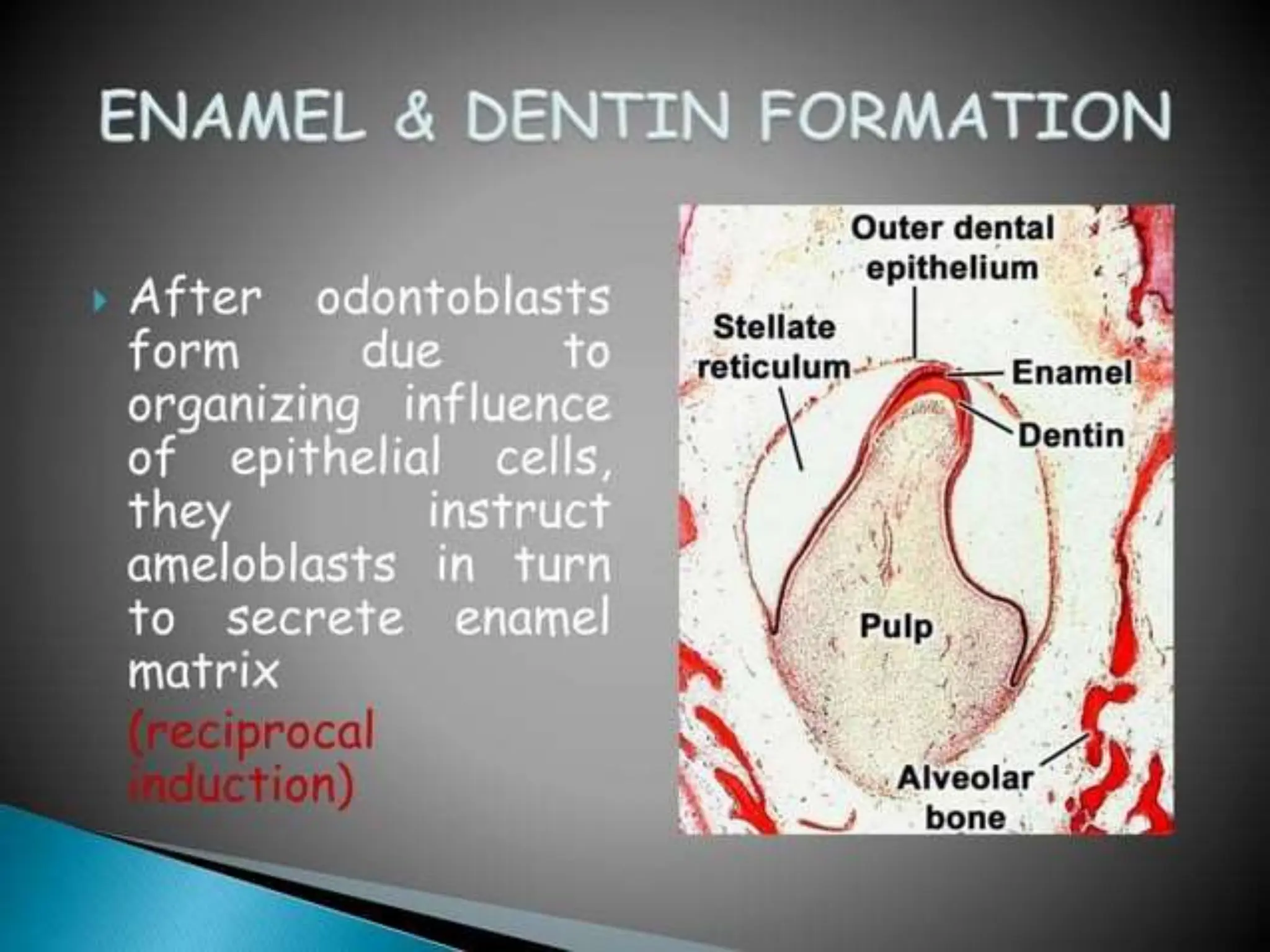 developement of tooth.pptx | Free Download