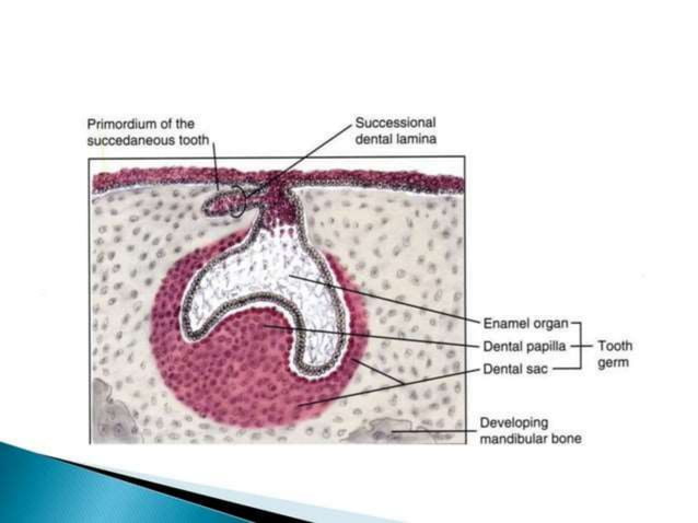 developement of tooth.pptx | Free Download