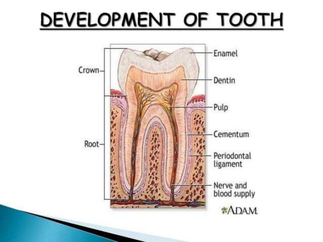 developement of tooth.pptx | Free Download