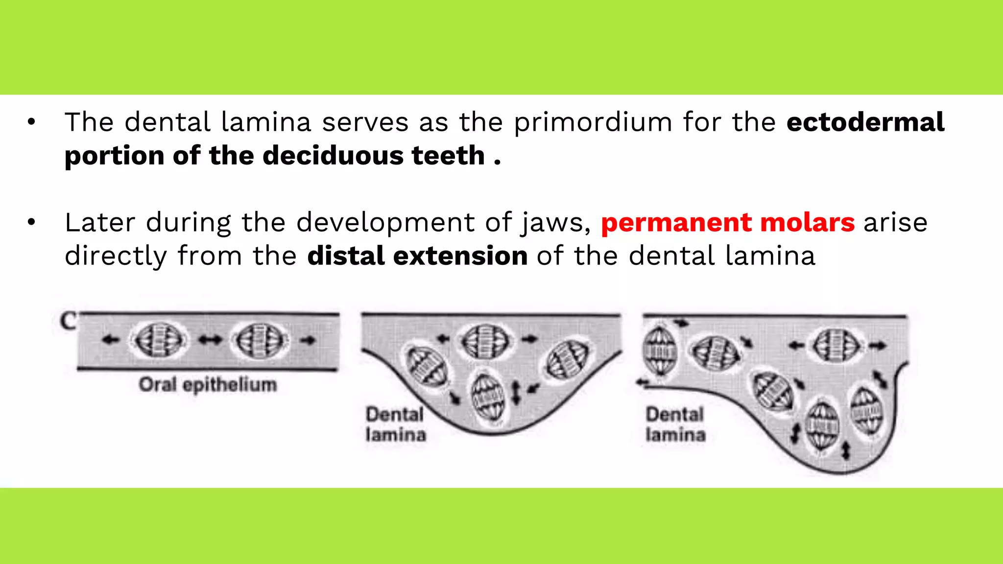 Development of tooth | PPTX
