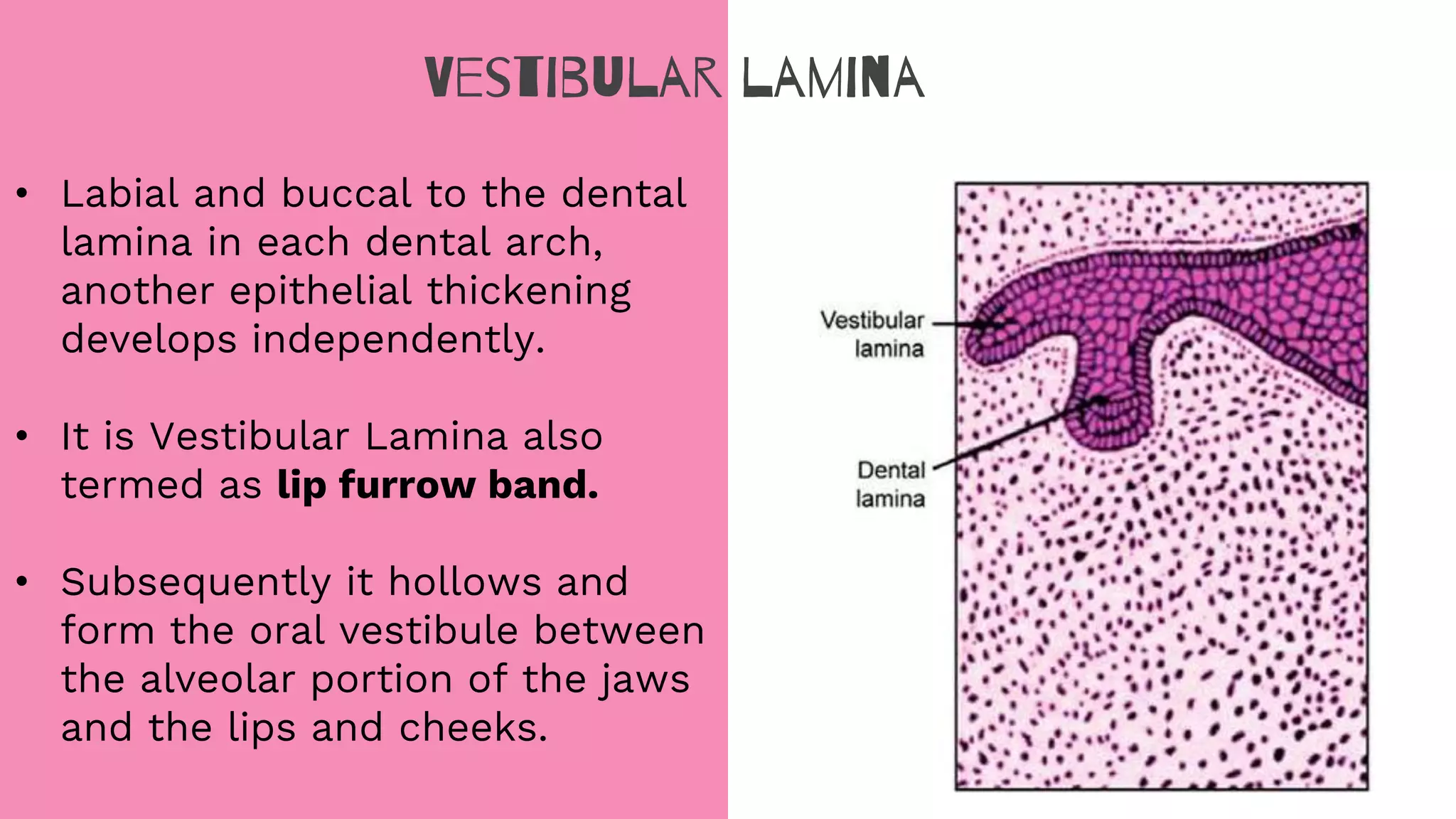 Development of tooth | PPTX