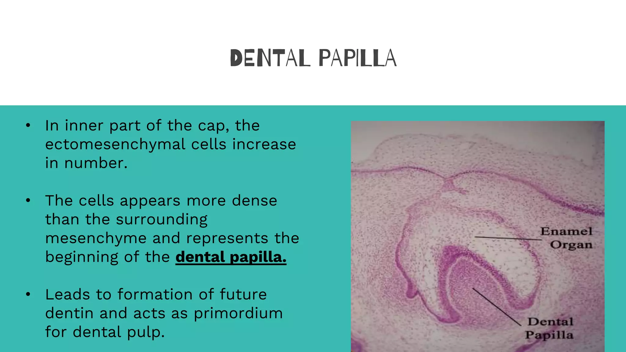 Development of tooth | PPTX