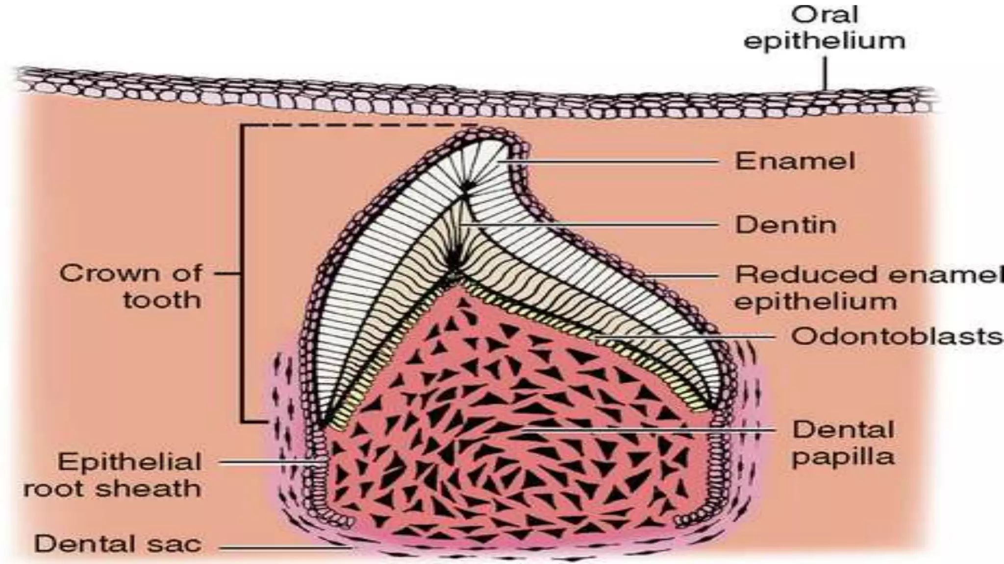 Development of tooth | PPTX