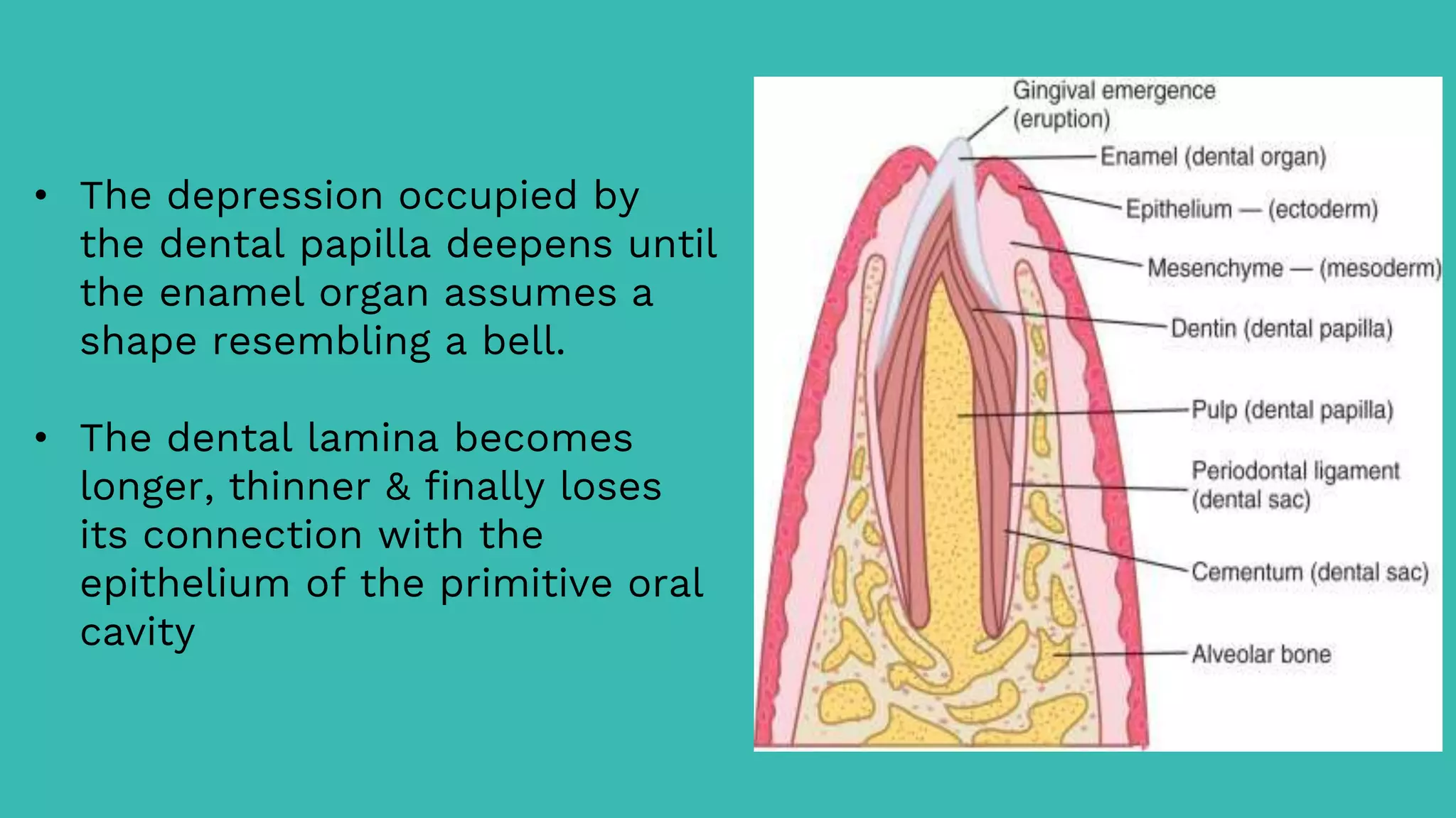 Development of tooth | PPTX