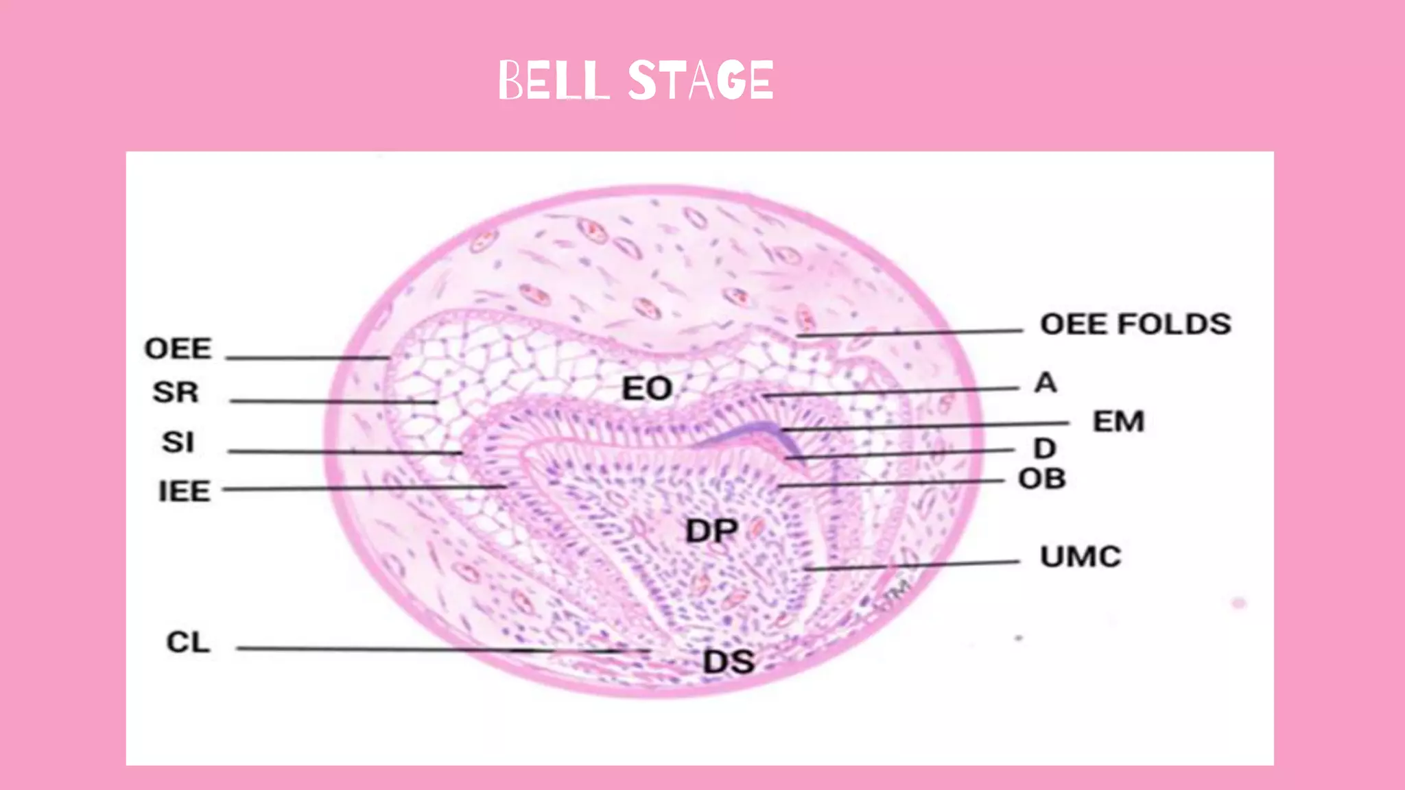 Development of tooth | PPTX