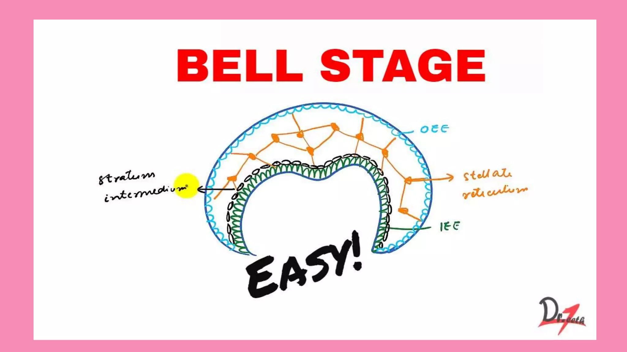 Development of tooth | PPT