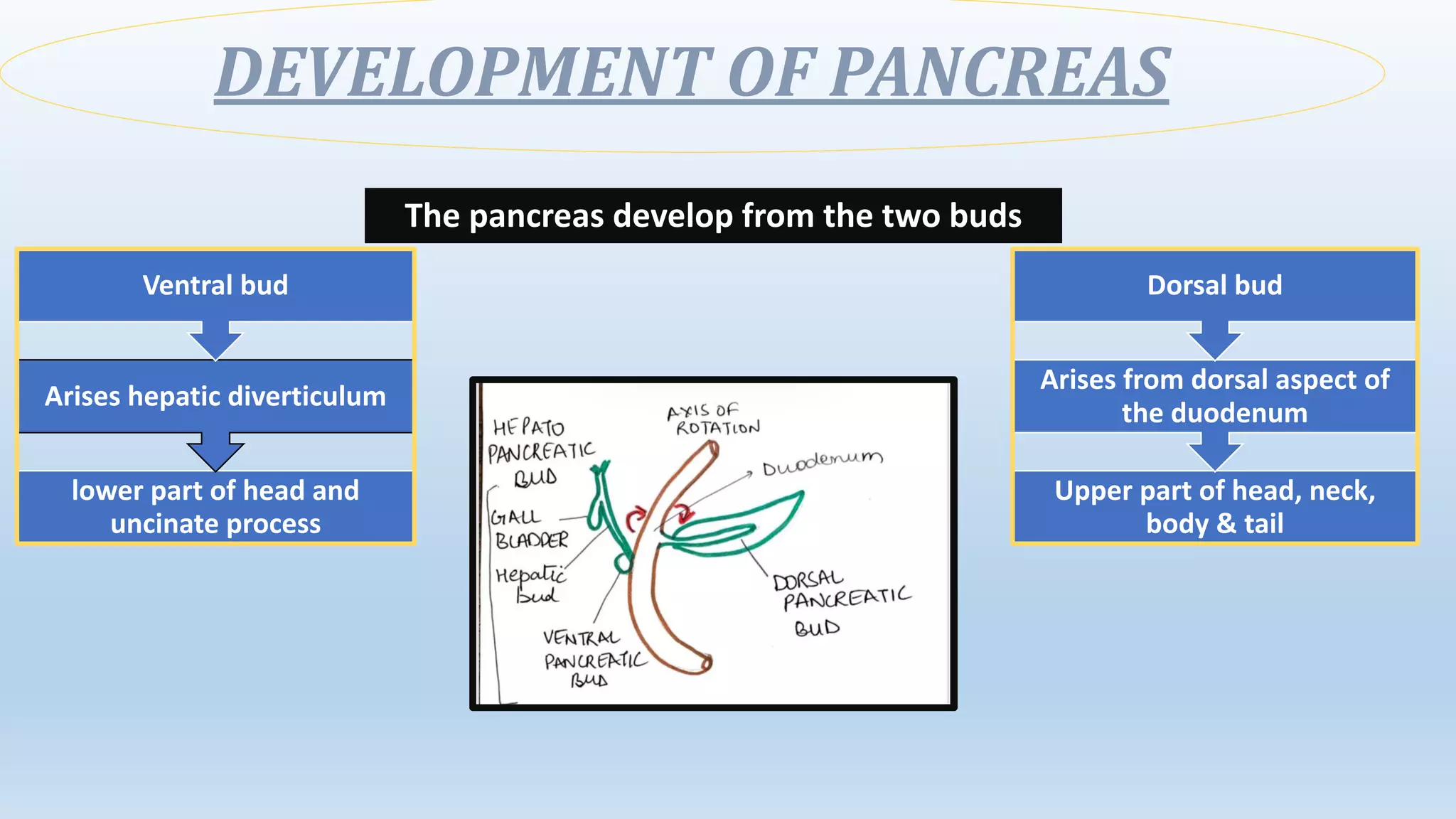 Development of liver, pancreas, spleen and extrahepatic biliary ...