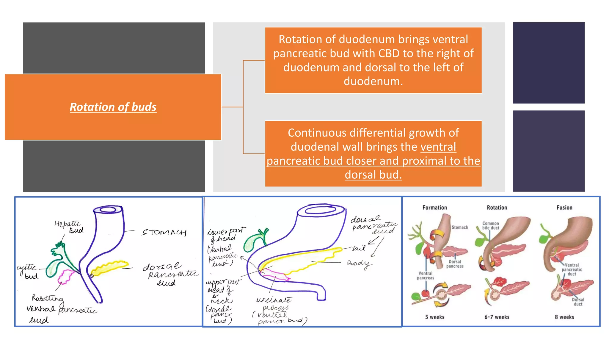 Development of liver, pancreas, spleen and extrahepatic biliary ...