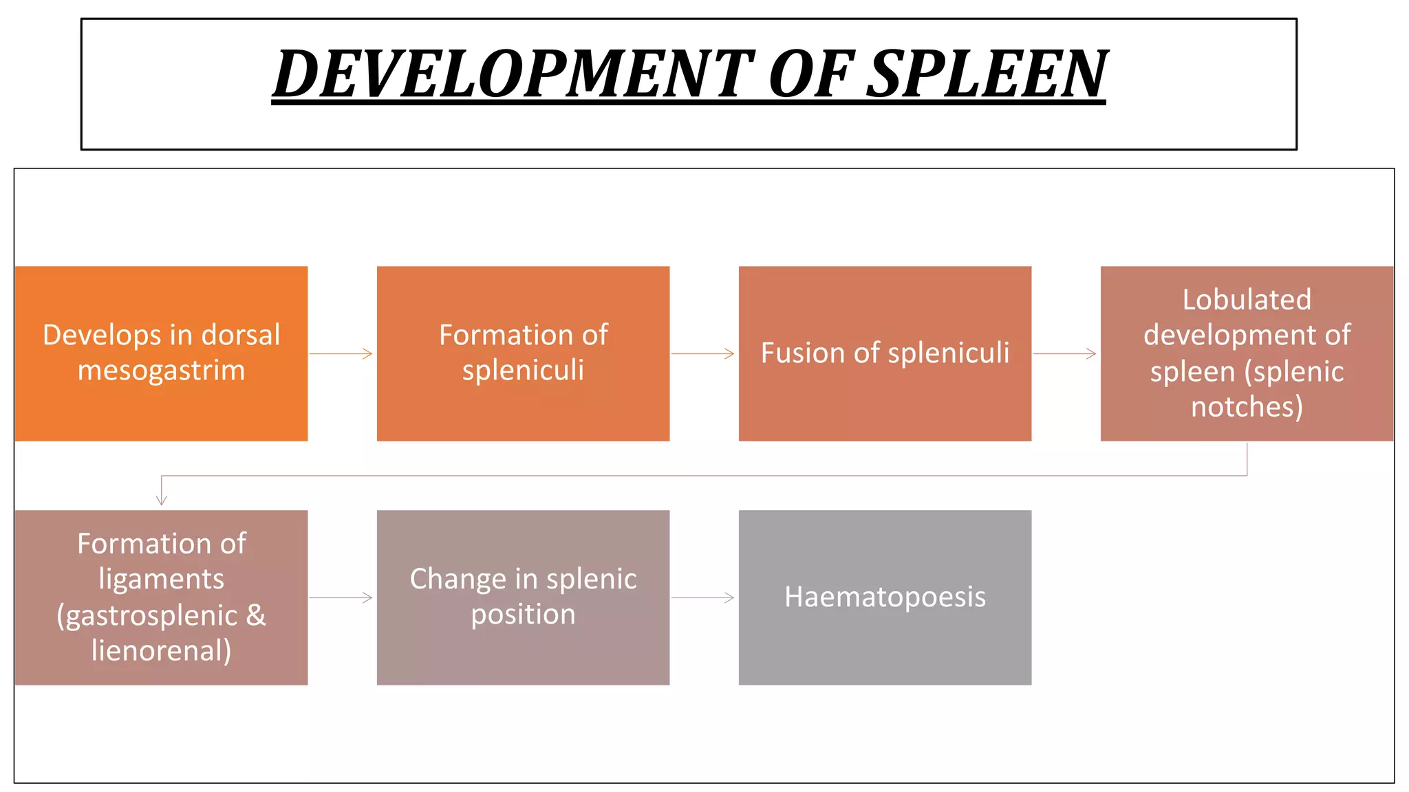 Development of liver, pancreas, spleen and extrahepatic biliary ...