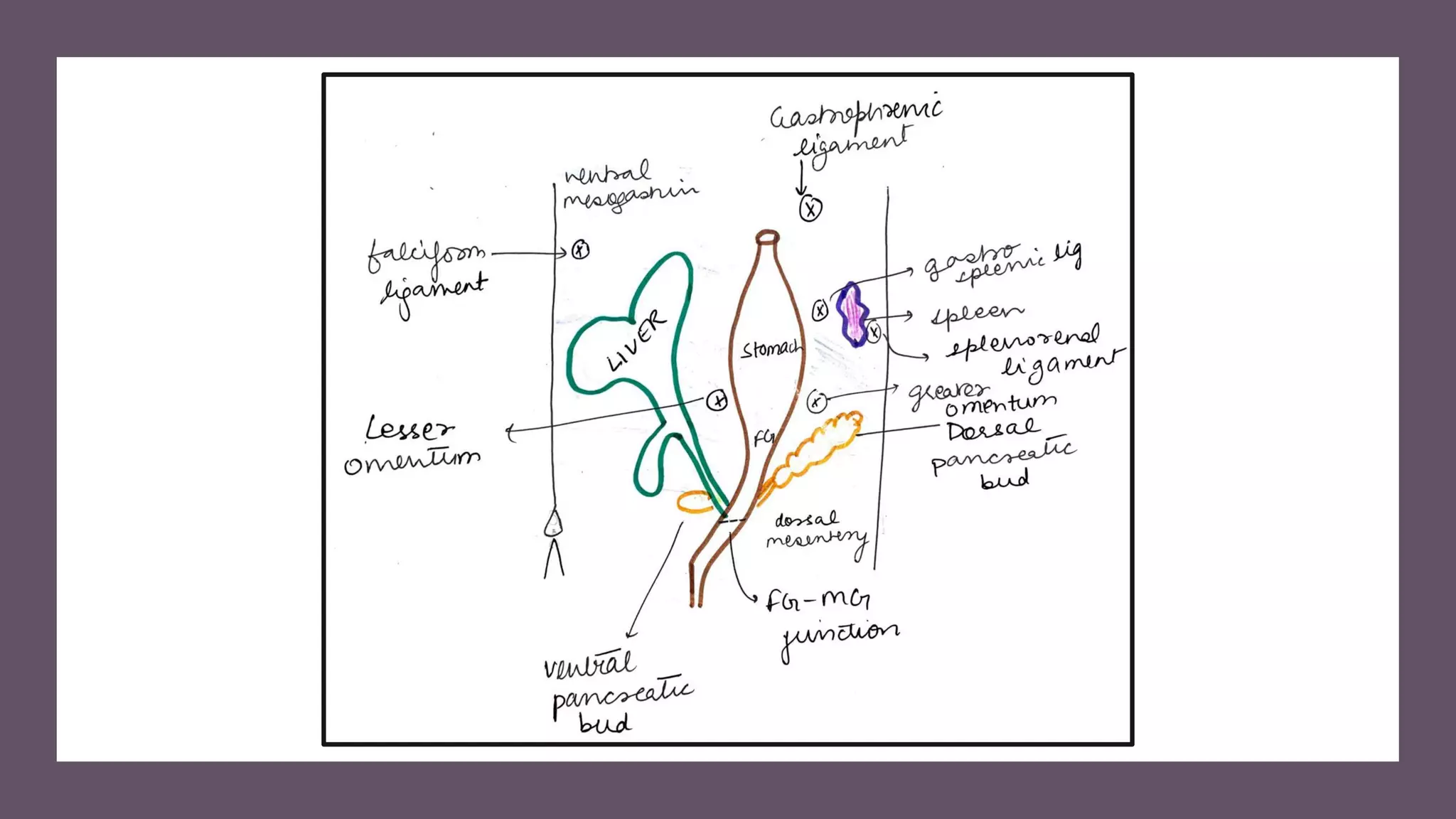 Development of liver, pancreas, spleen and extrahepatic biliary ...
