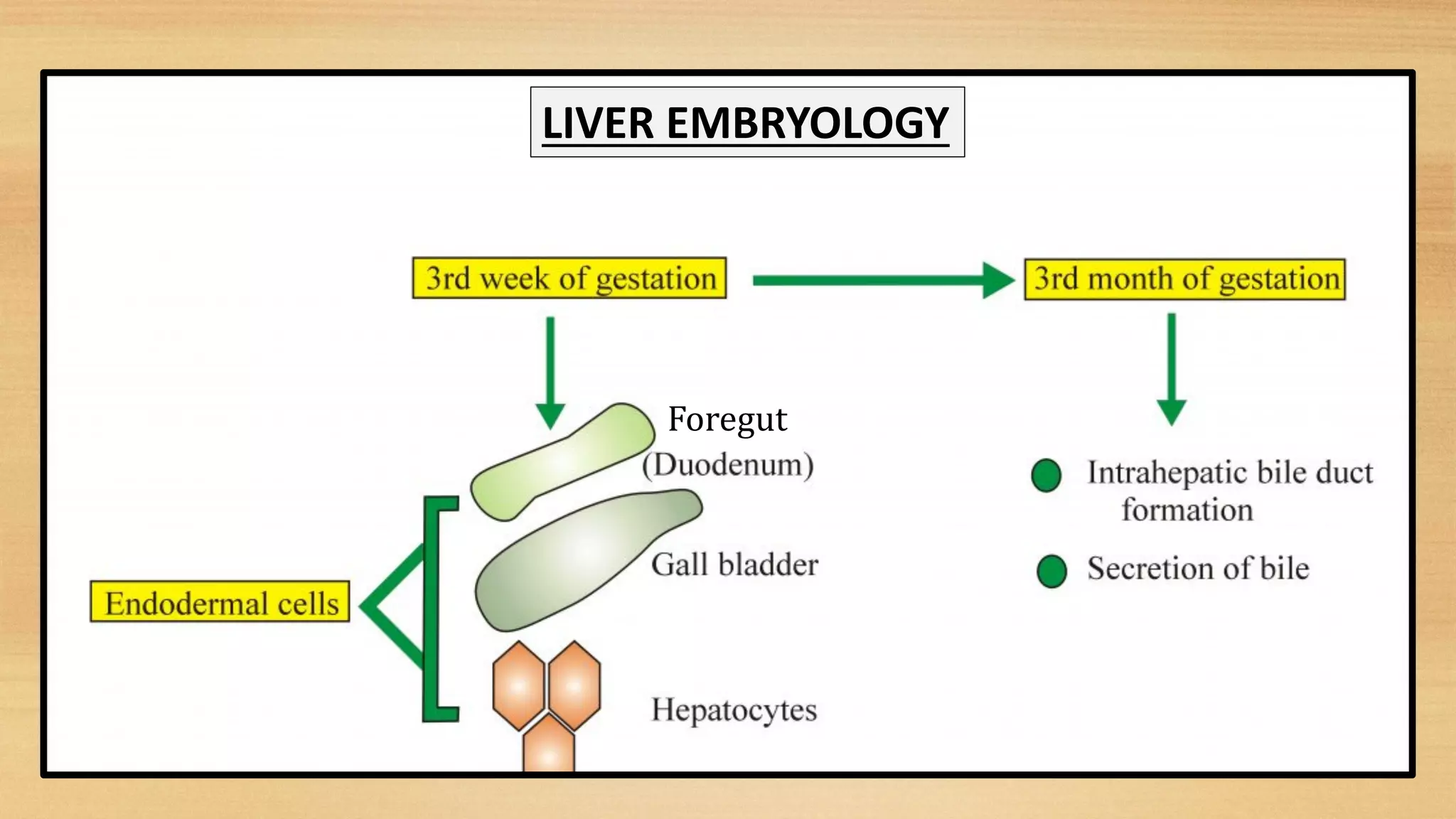 Development of liver, pancreas, spleen and extrahepatic biliary ...