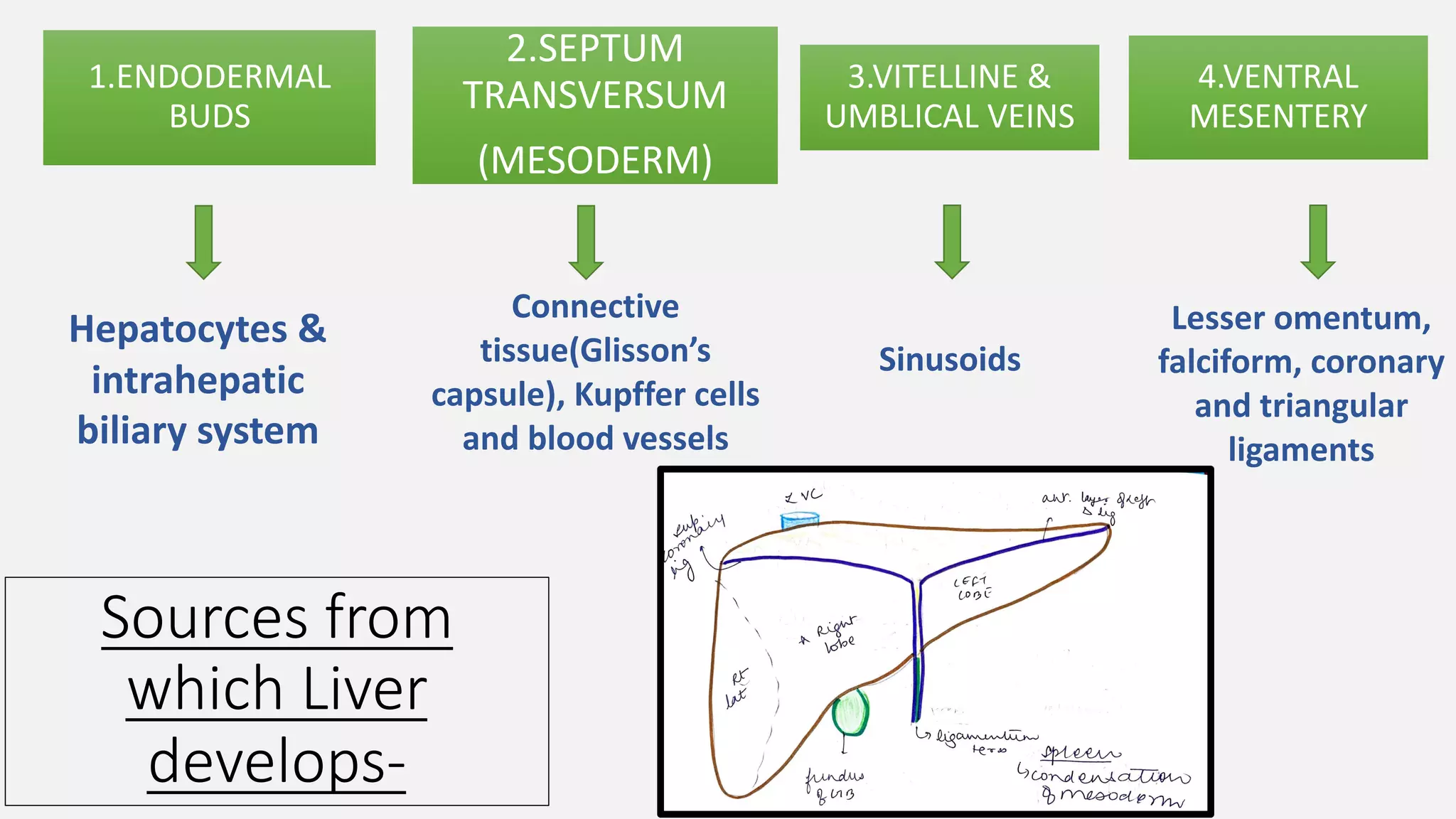 Development of liver, pancreas, spleen and extrahepatic biliary ...