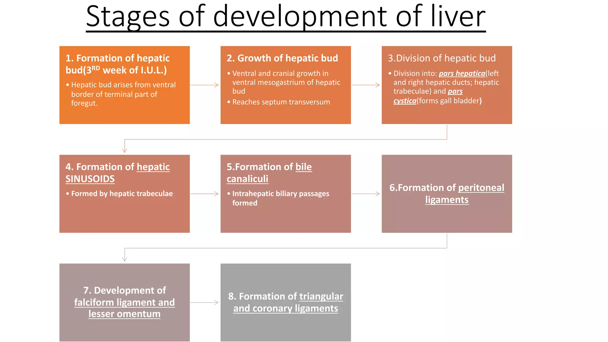 Development of liver, pancreas, spleen and extrahepatic biliary ...