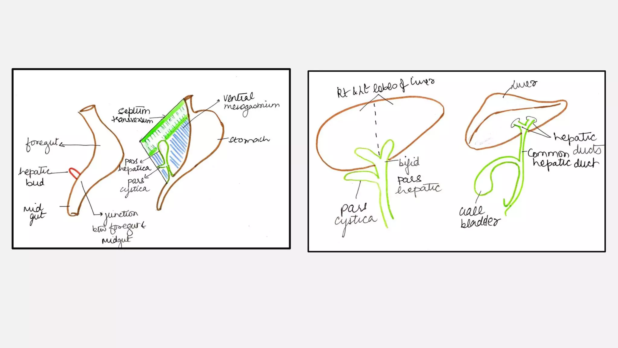 Development of liver, pancreas, spleen and extrahepatic biliary ...