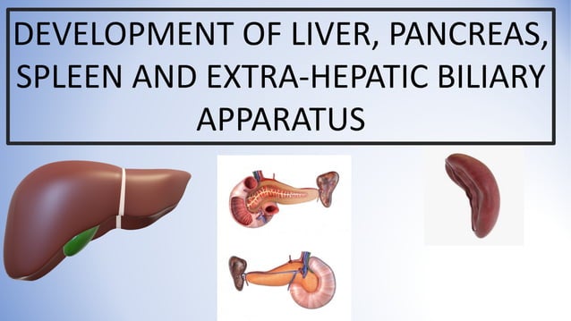 Development of liver, pancreas, spleen and extrahepatic biliary ...