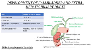 Development of liver, pancreas, spleen and extrahepatic biliary ...